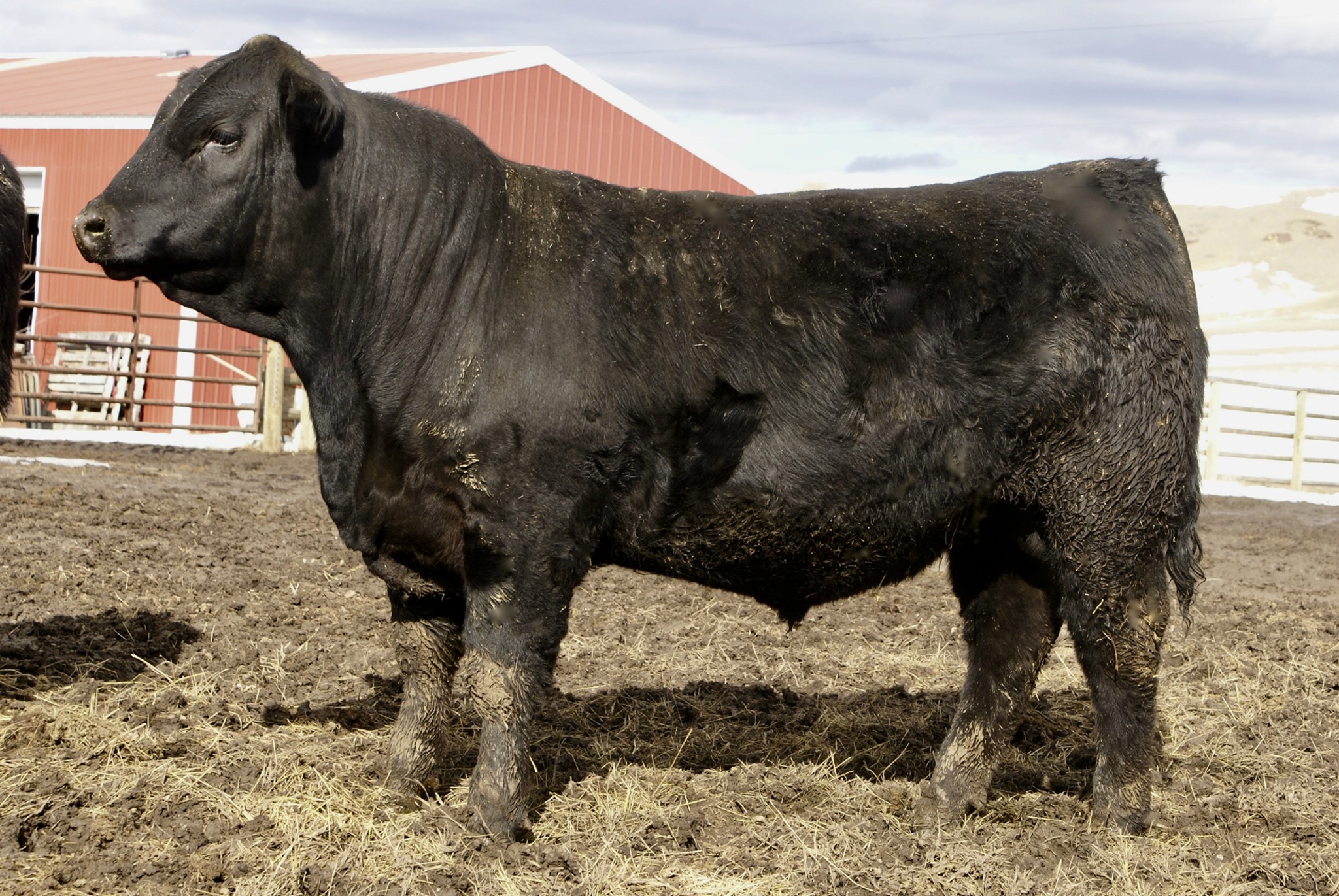 Central Montana Gelbvieh & Angus Genetics 2021 Bull Sale - Bill Pelton ... Central Montana Gelbvieh & Angus Genetics 2021 Bull Sale - Bill Pelton ...